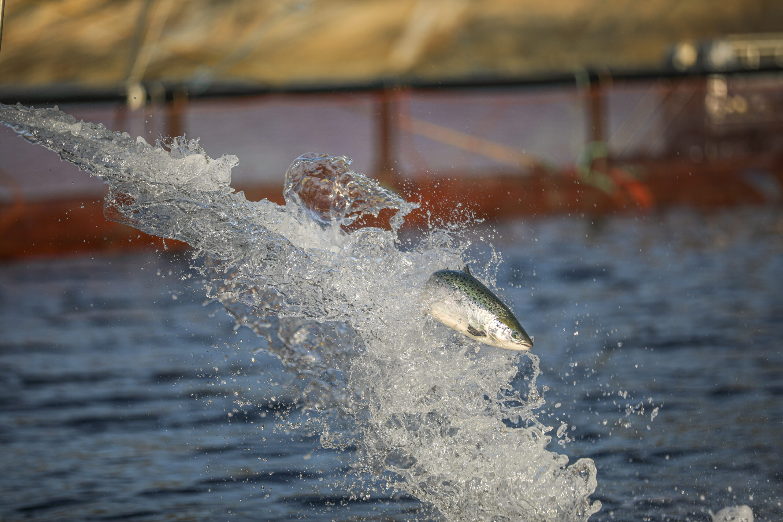 CleanTreat No | Benchmark Animal Health